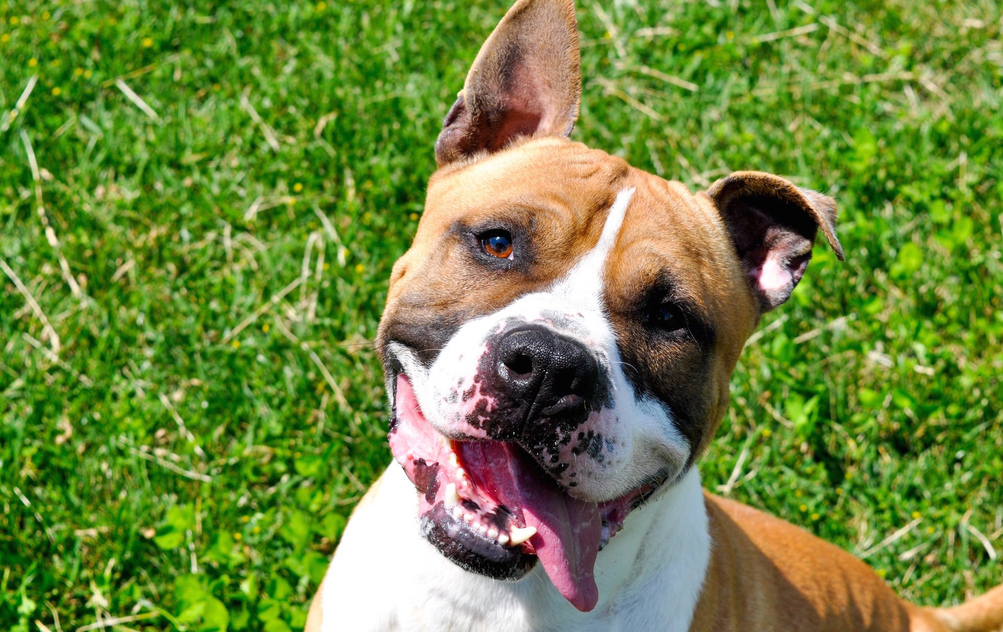 Barracus, l'energia a quattro zampe: cercasi umano disposto a ...