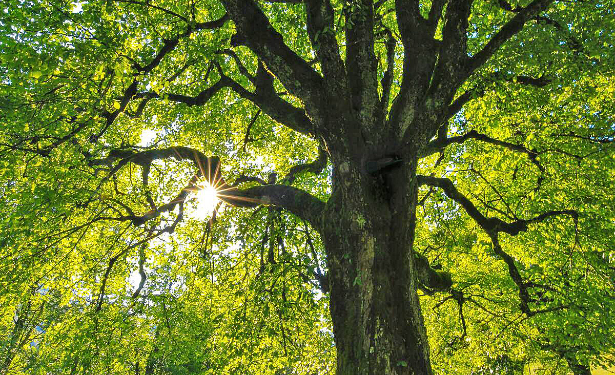 Canneto: Plantaregina e Coldiretti MN parlano del verde del futuro ...