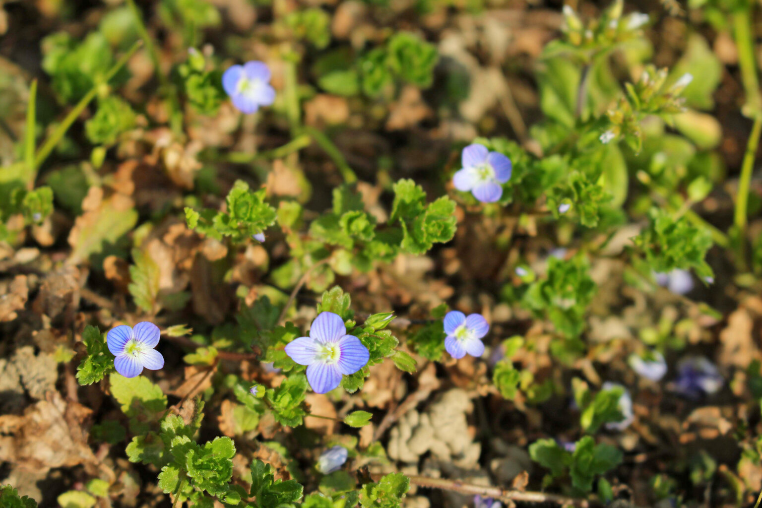 Fiori di campo: Veronica o Occhi della Madonna - OglioPoNews