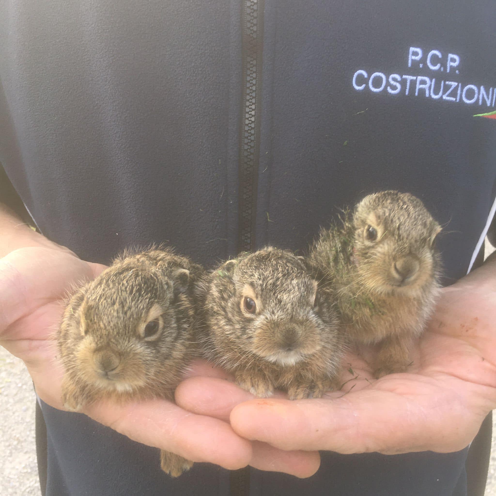 Bozzolo, dai lavori alle Mura spunta un salvataggio di leprotti ...