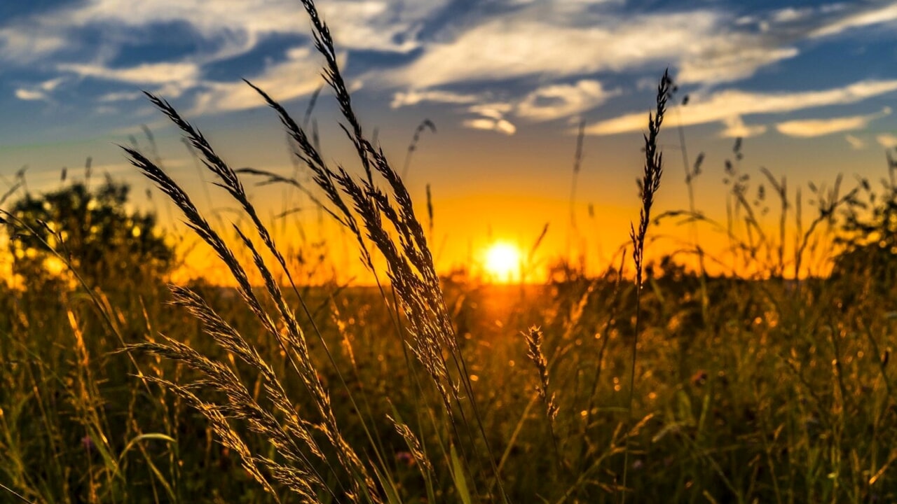 Agricoltura, oggi a Bozzolo incontro Coldiretti Mantova - OglioPoNews