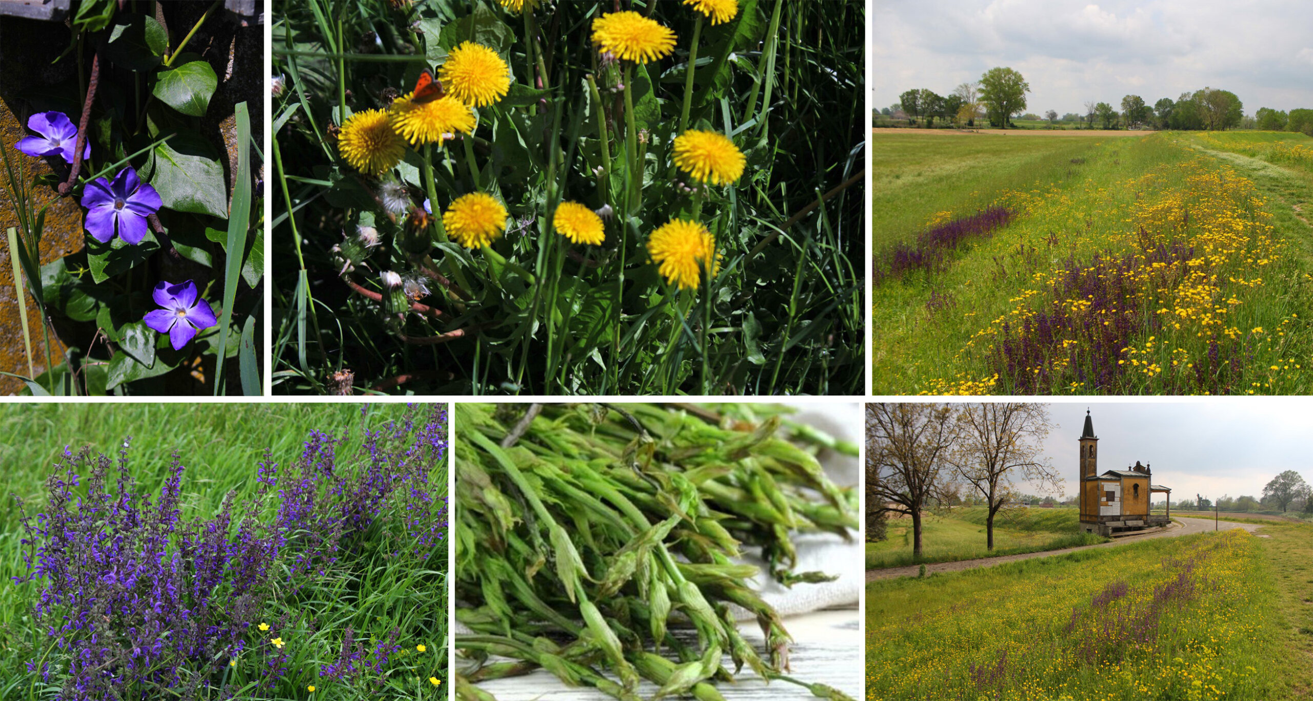 Le erbe e i fiori selvatici: la nostra giornata della Terra - OglioPoNews