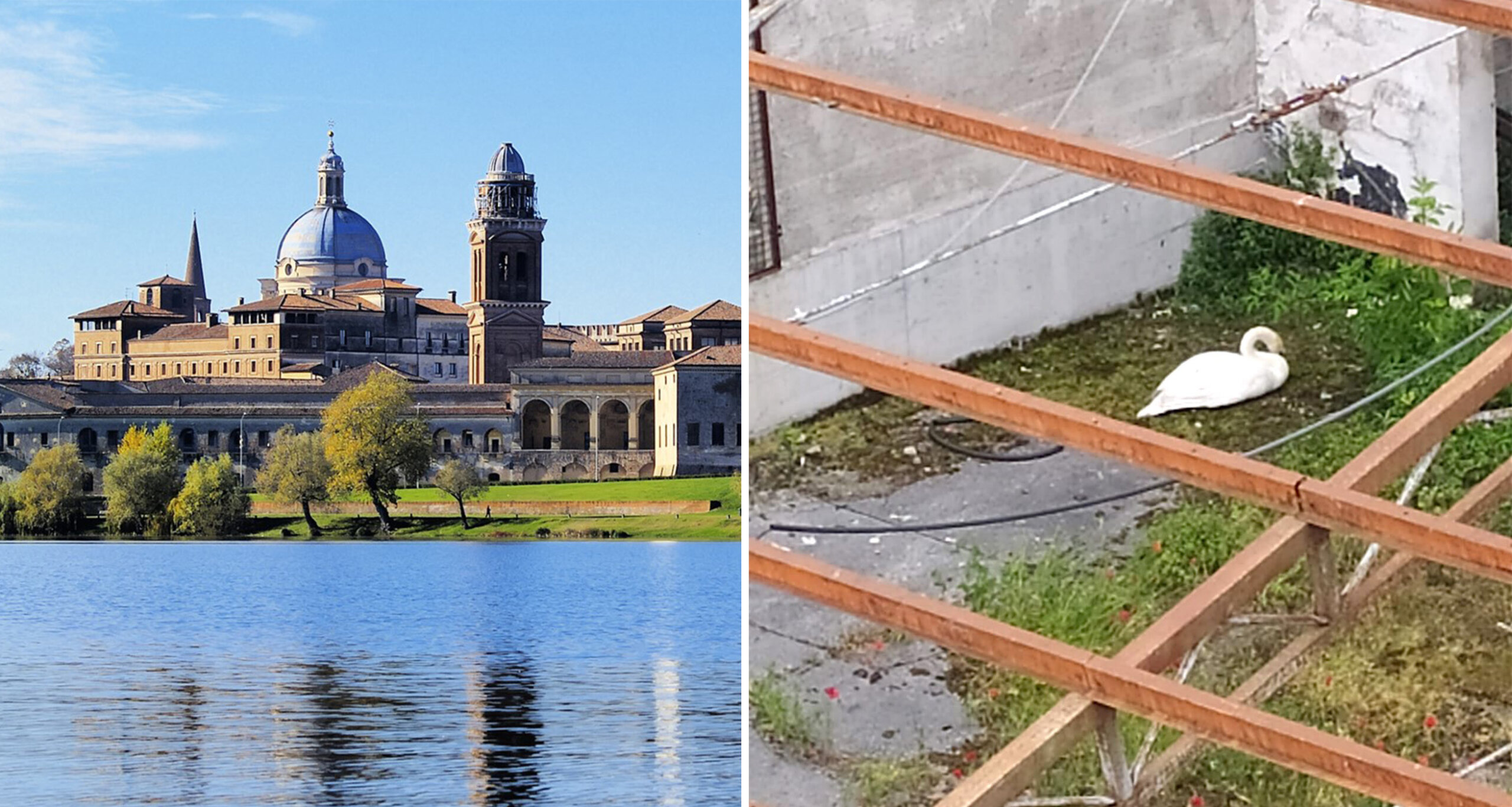 Mantova, salvato e liberato cigno rimasto intrappolato - OglioPoNews
